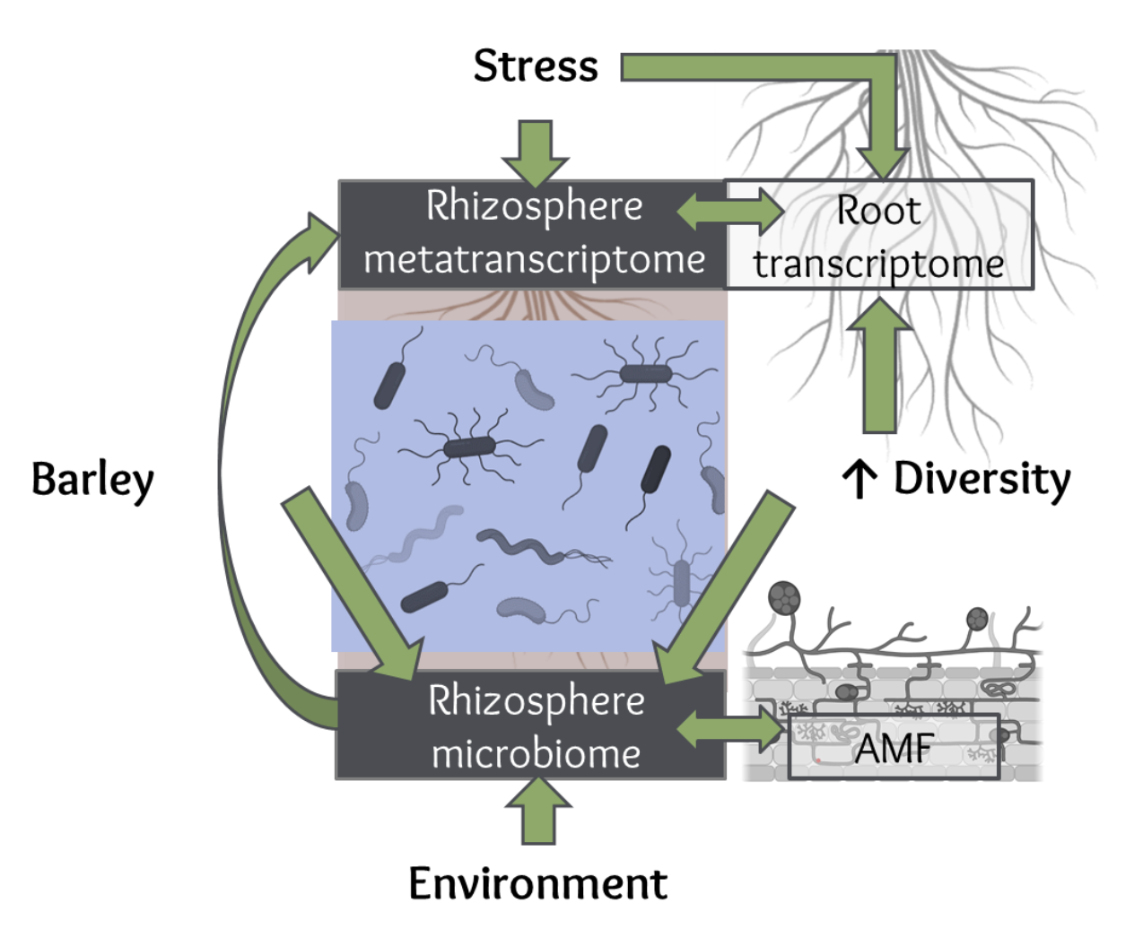 WP4. Rhizosphere-microbiome diversity – RecoBar